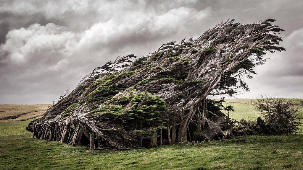 The 5 Strange Trees, which the wonders of Nature in the World.