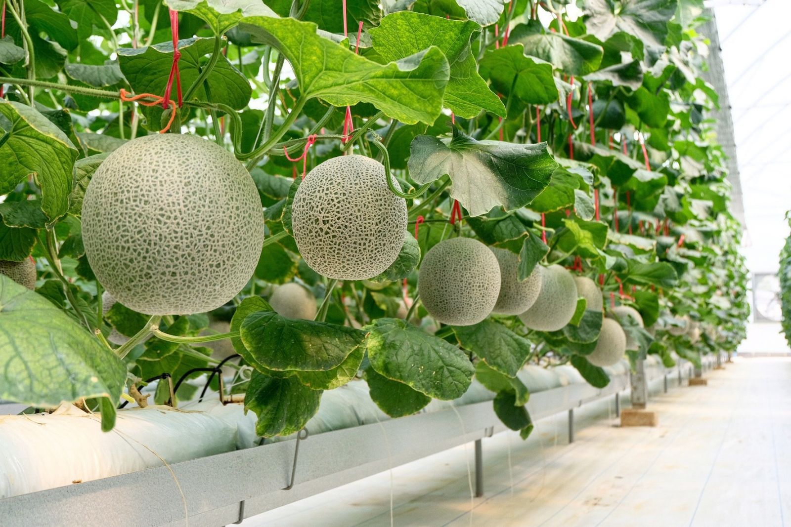 10's point of the beautiful melon farm which guarantees that all ...